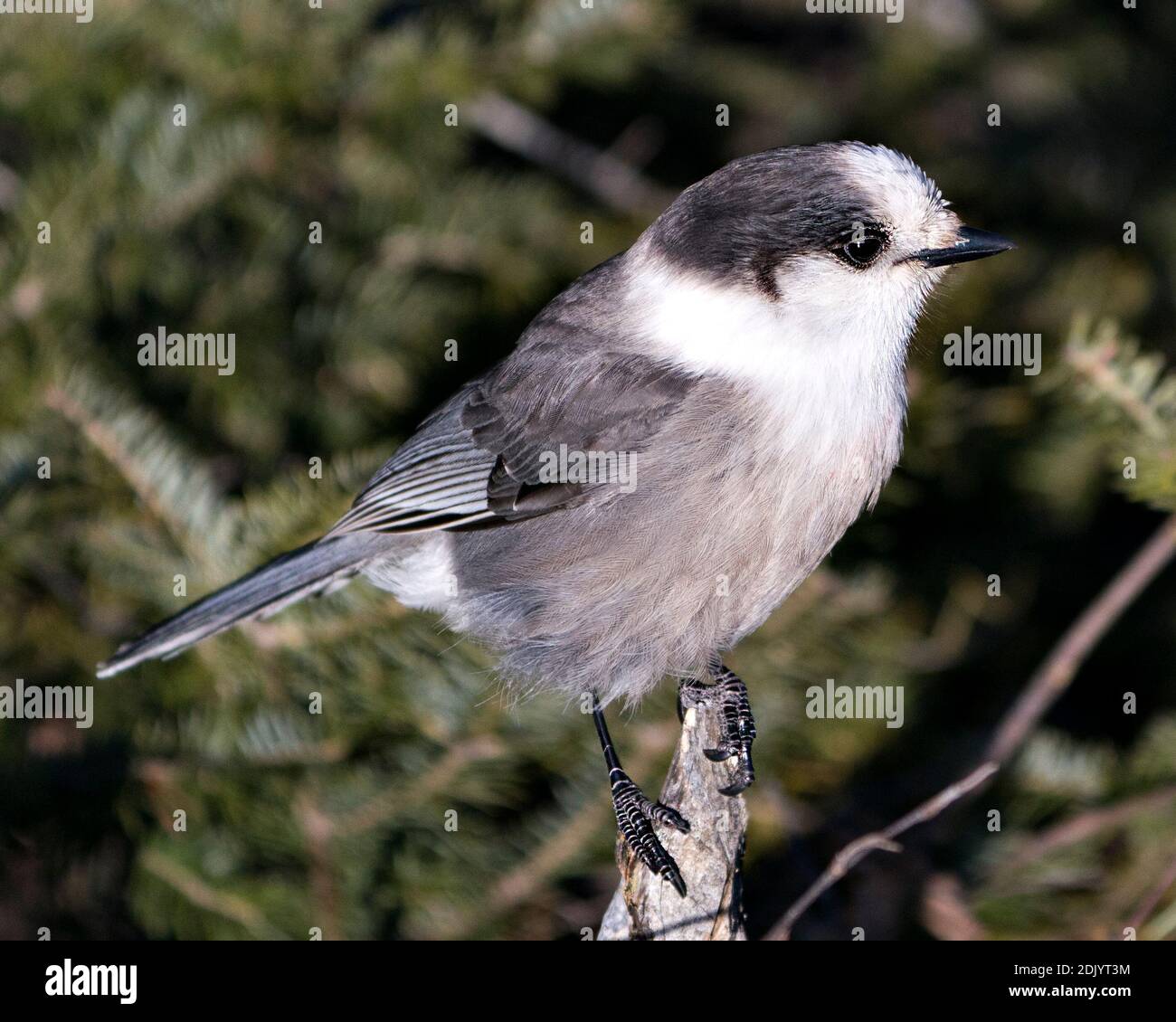 Grey jay bird watching image hi-res stock photography and images - Alamy