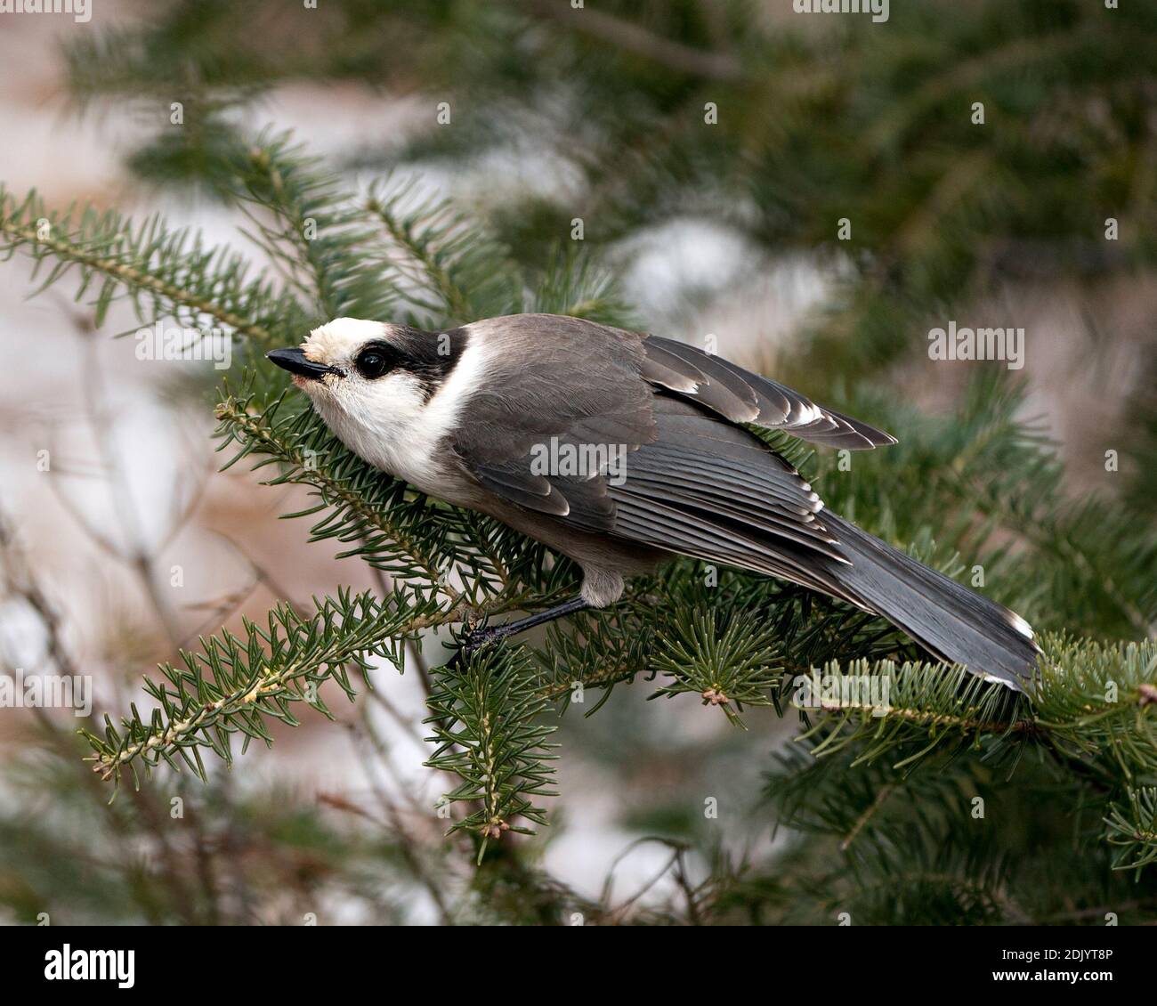 Gray Jay close-up profile view perched on a fir tree branch in its ...