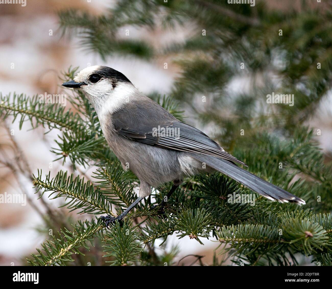 Grey jay habitat picture hi-res stock photography and images - Alamy