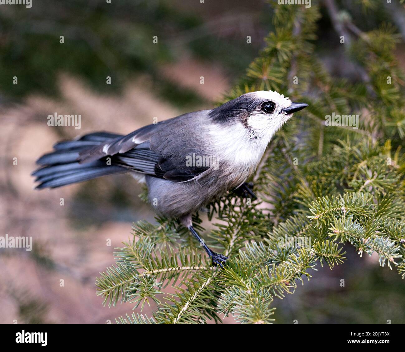 Grey bird in a tree hi-res stock photography and images - Alamy