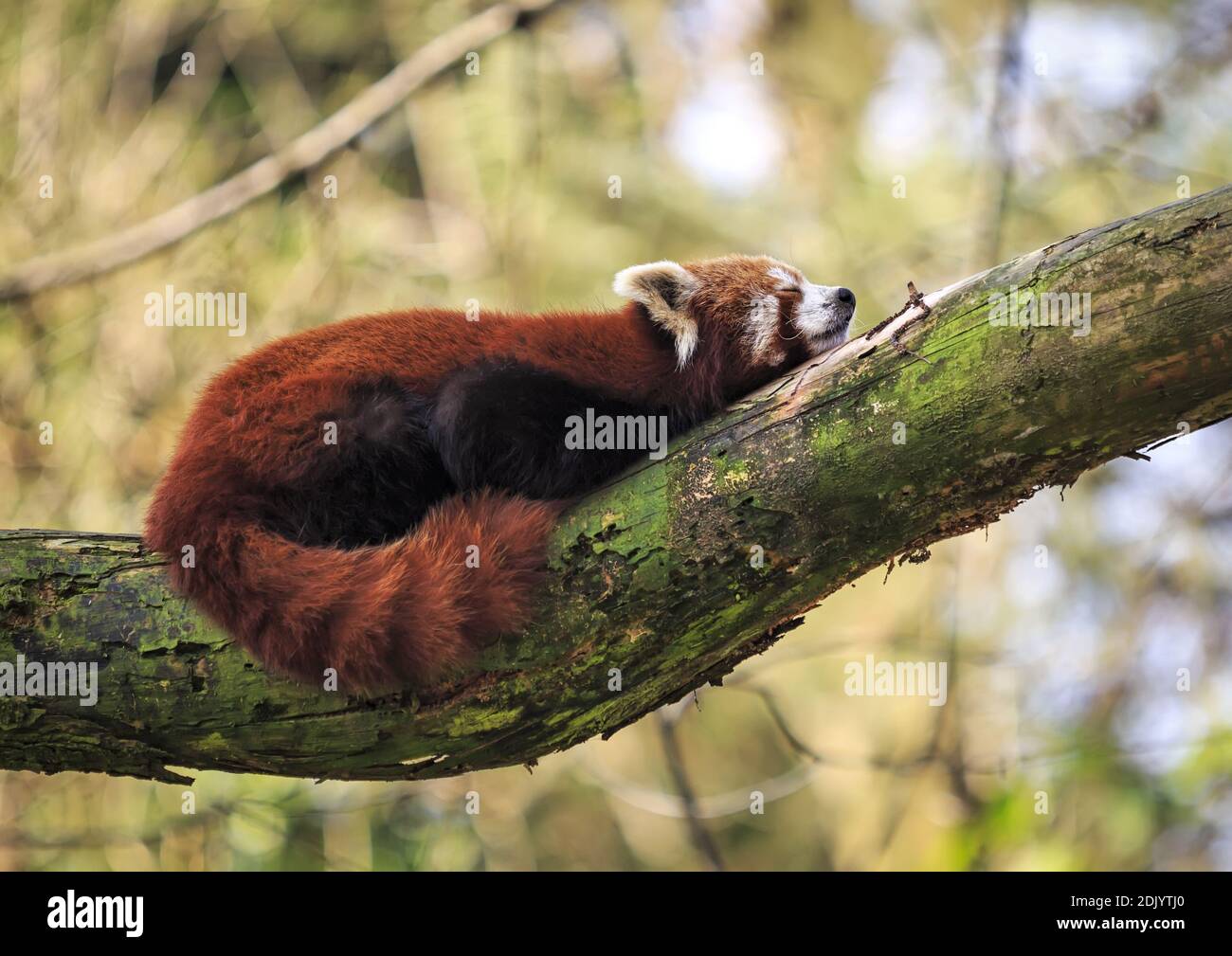 Red panda sleeping on tree hi-res stock photography and images - Alamy
