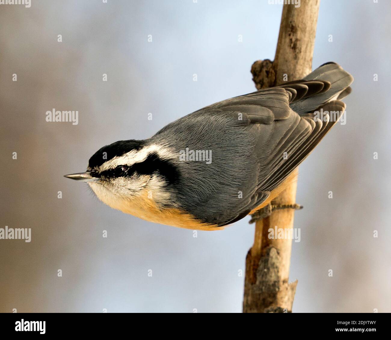 Nuthatch close-up profile view perched on a tree branch in its ...