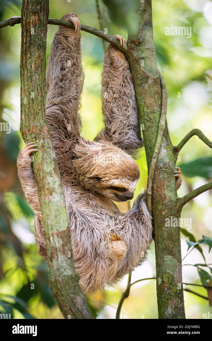 Sloth on branch hi-res stock photography and images - Alamy