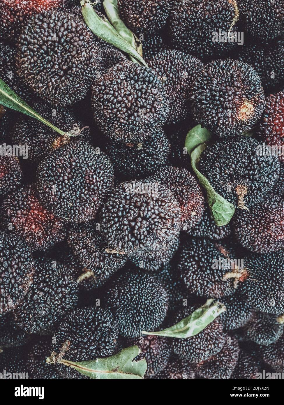 Bayberry berry hi-res stock photography and images - Alamy
