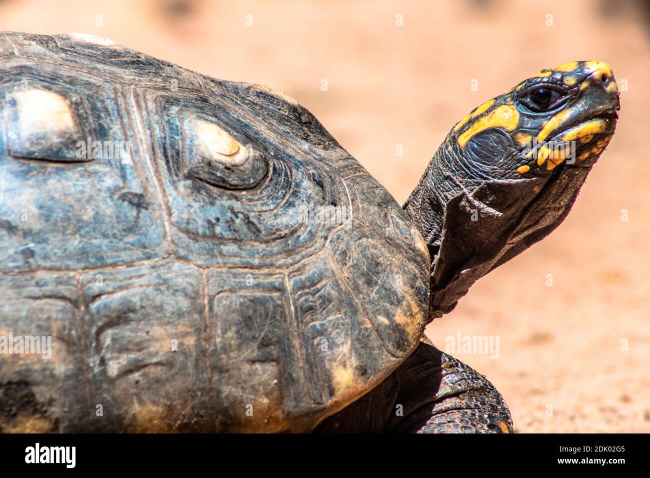 Brazilian Giant Tortoise High Resolution Stock Photography and Images ...