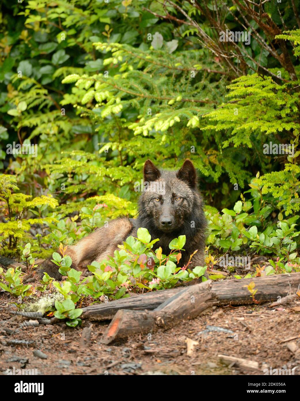 A closeup of a Vancouver Island wolf lying on the ground covered in ...