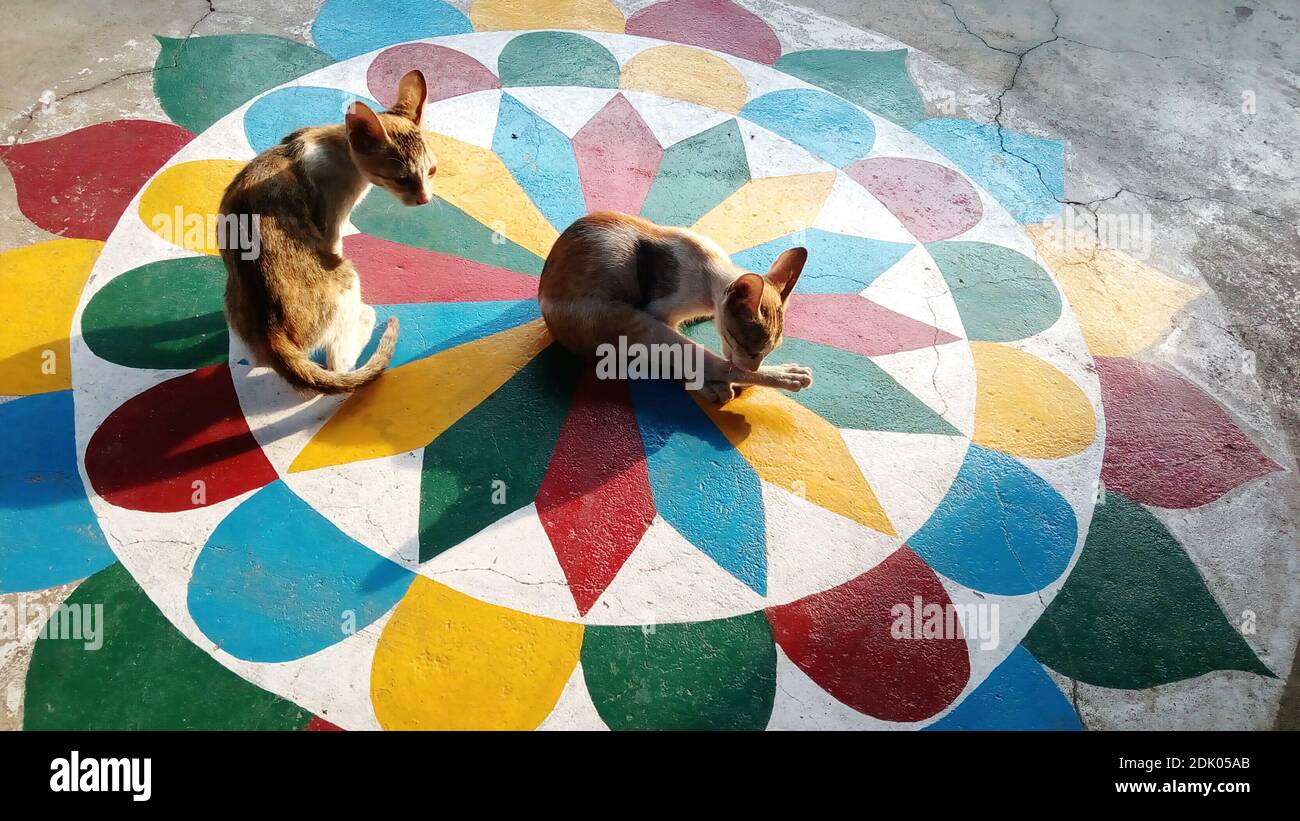 Multi colored kitten hi-res stock photography and images - Alamy