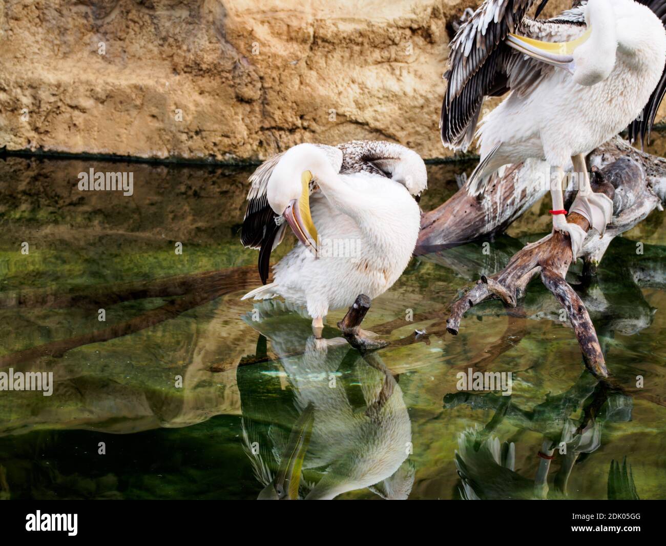 Birds In Water Stock Photo - Alamy
