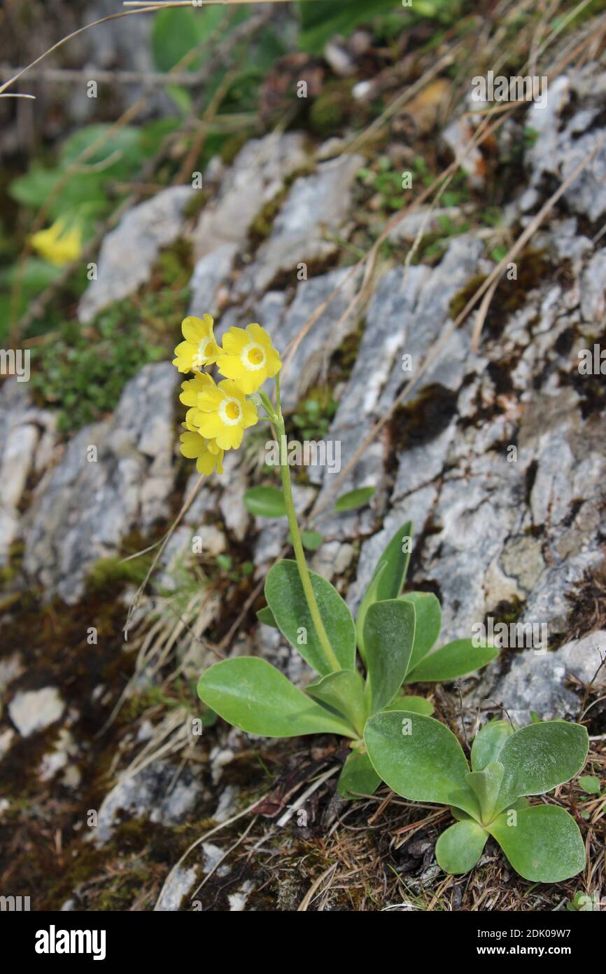 Alpine auricle, Primula auricula Stock Photo - Alamy