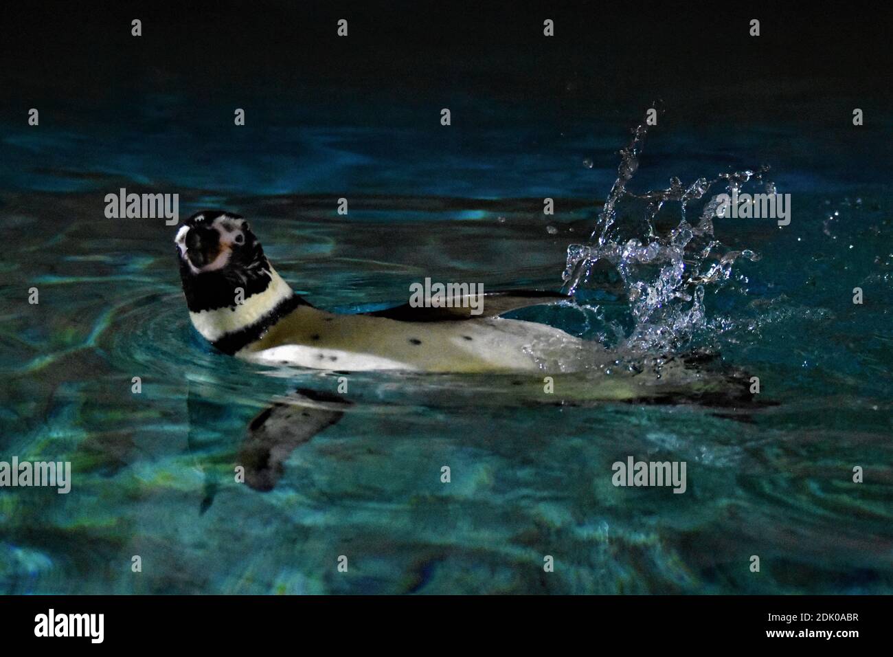 Penguin Swimming In A Lake Stock Photo - Alamy