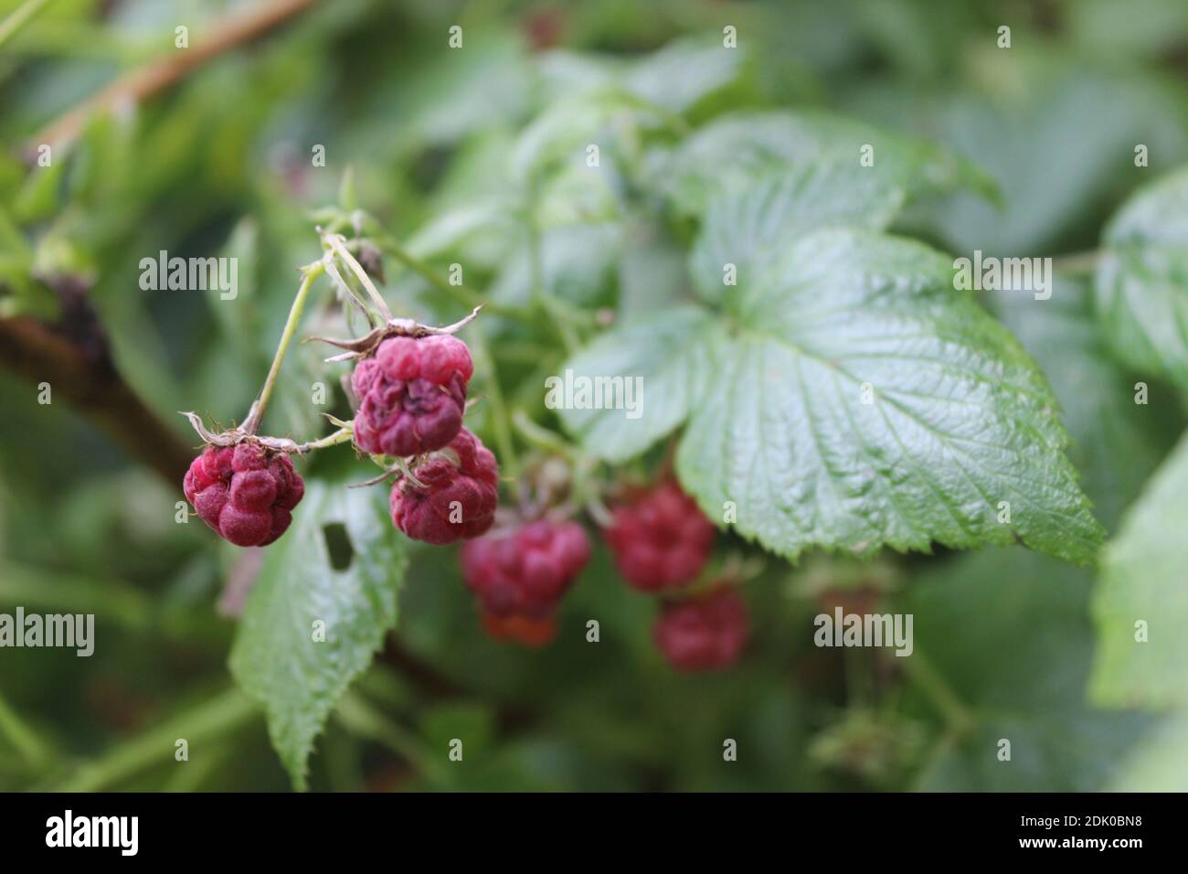 Raspberry colour hi-res stock photography and images - Alamy