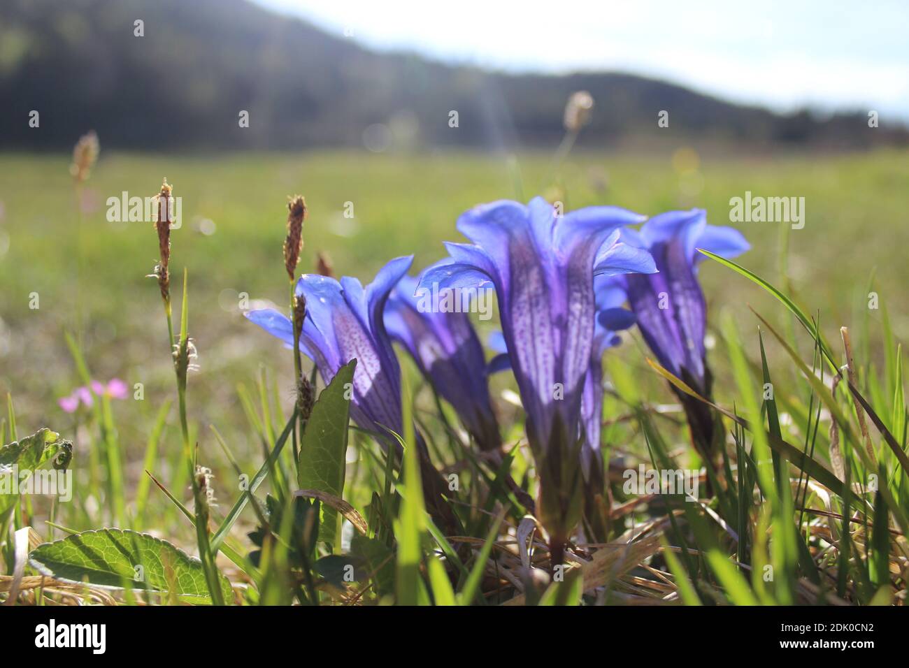 Blooming gentian hi-res stock photography and images - Alamy