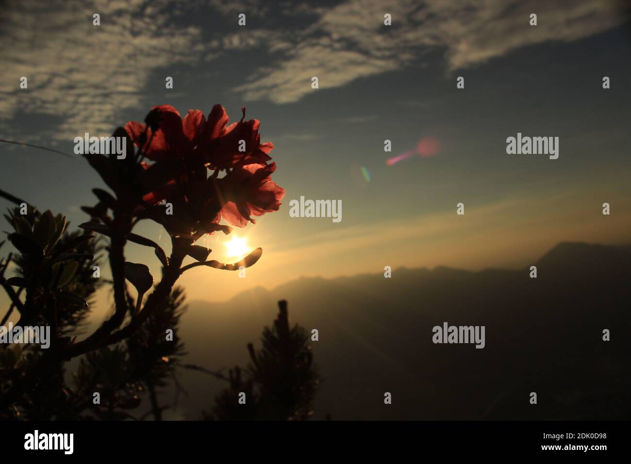 Alpine rose (Rhododendron ferrugineum) in the back light Stock Photo ...