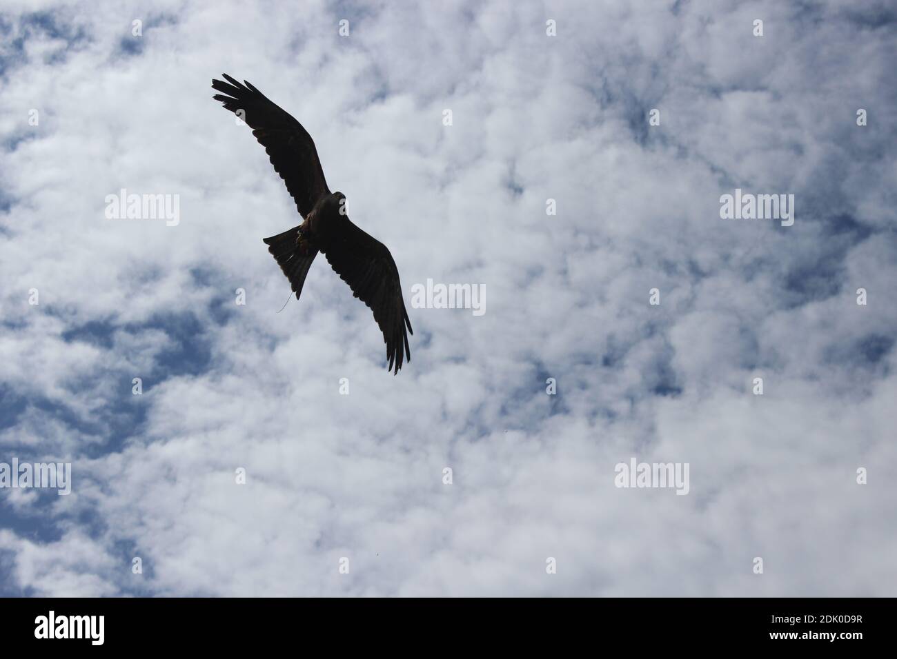 Golden eagle bird of prey taken from below Stock Photo - Alamy