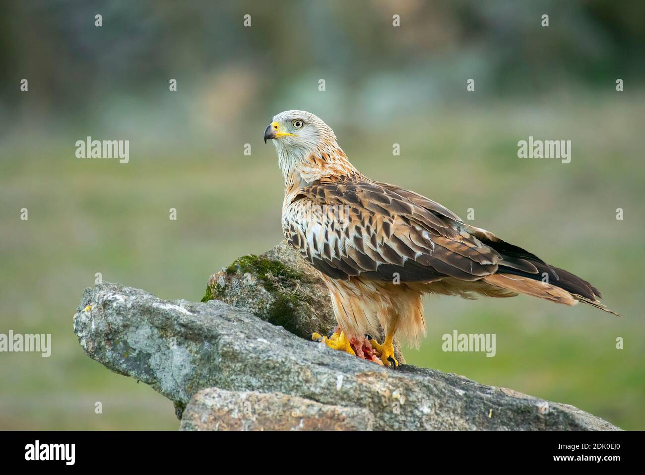 Red kite bird perched hi-res stock photography and images - Alamy