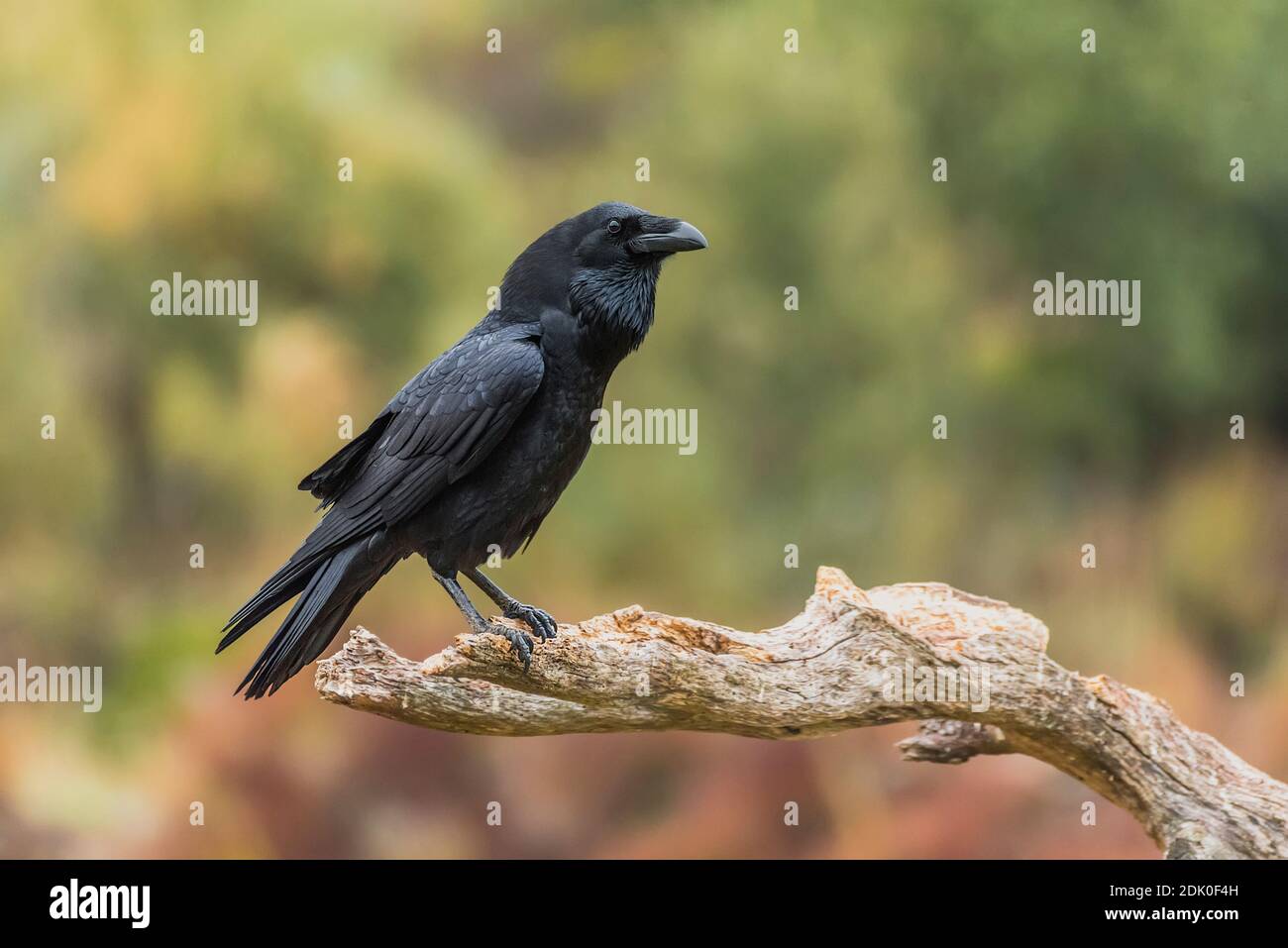 Common raven beak hi-res stock photography and images - Alamy