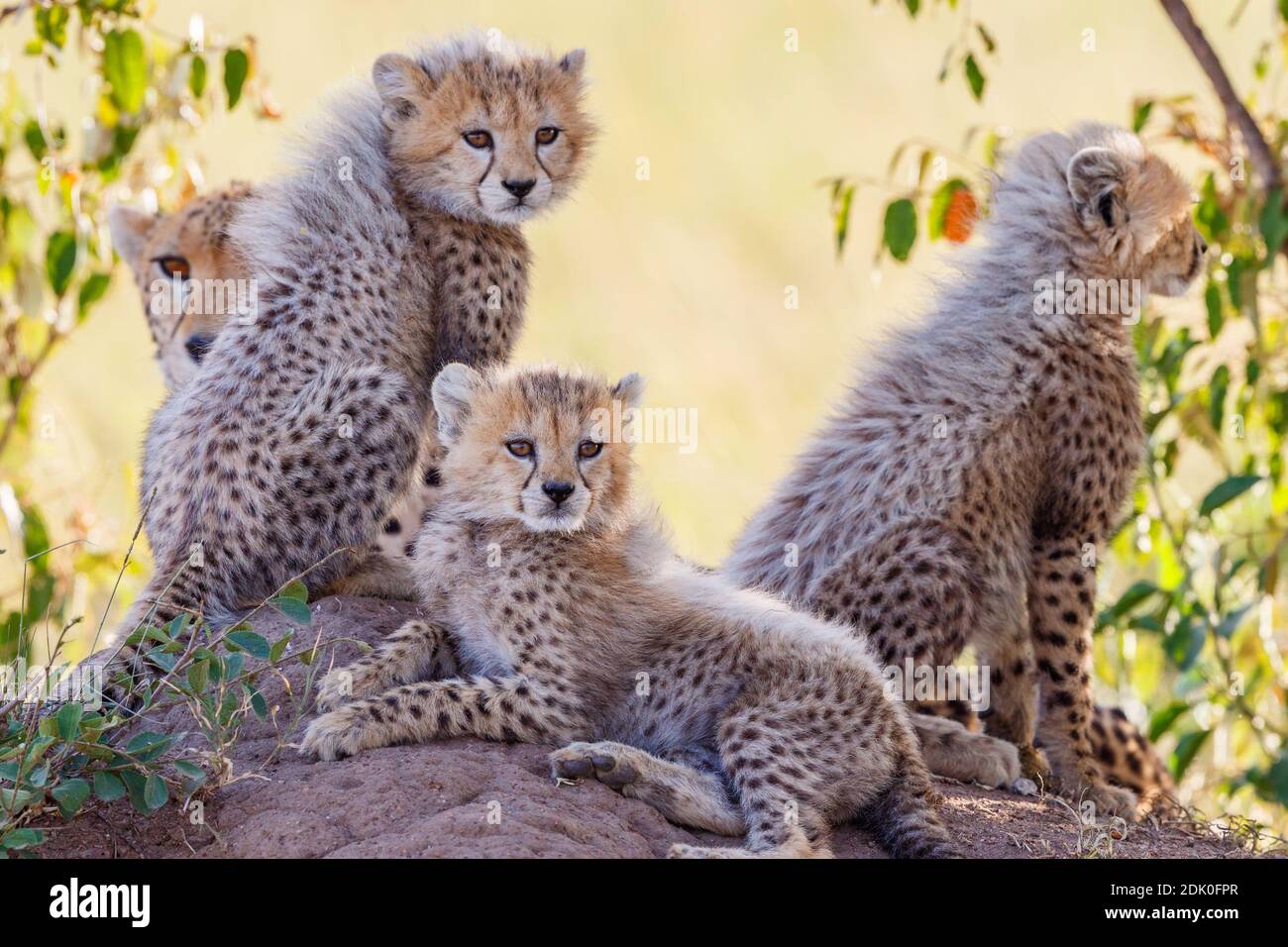 Fluffy cheetah cub hi-res stock photography and images - Alamy
