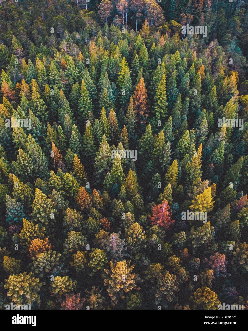 Warburton forest hi-res stock photography and images - Alamy