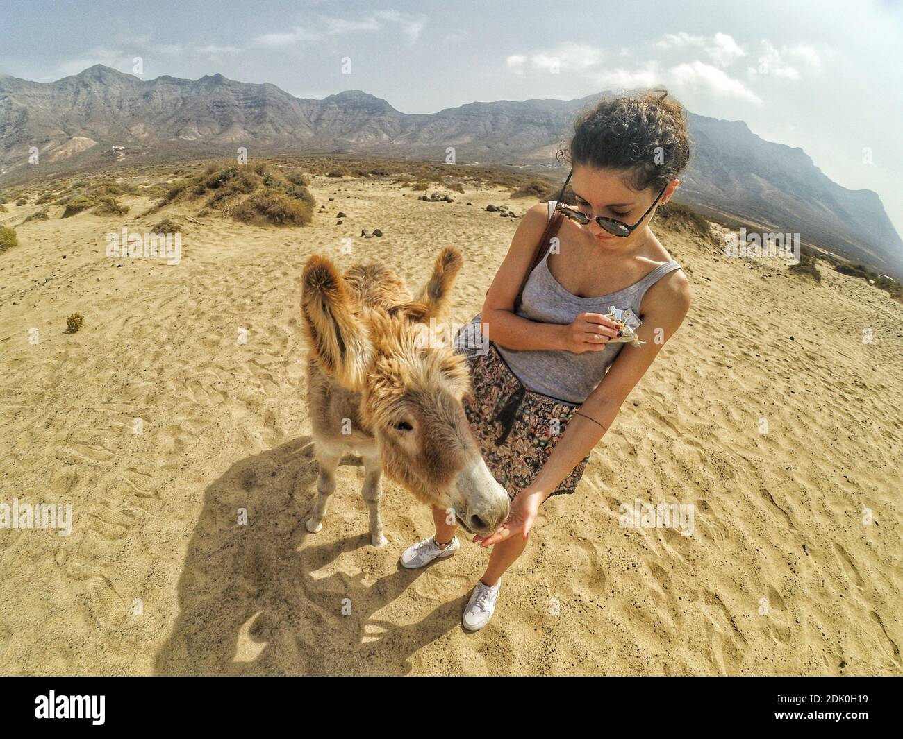 Sand arid donkey hi-res stock photography and images - Alamy