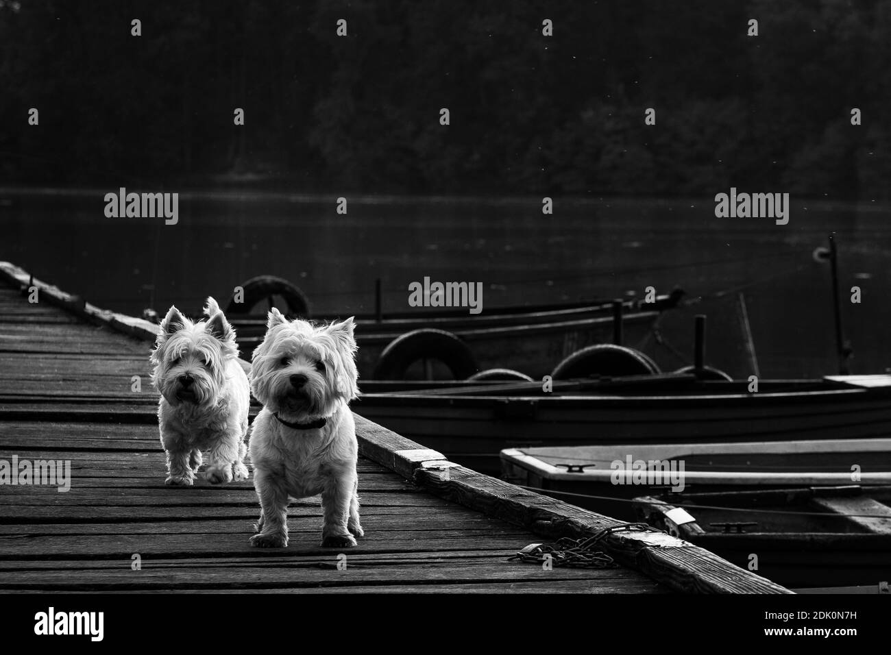 Dogs Standing On Pier Stock Photo - Alamy