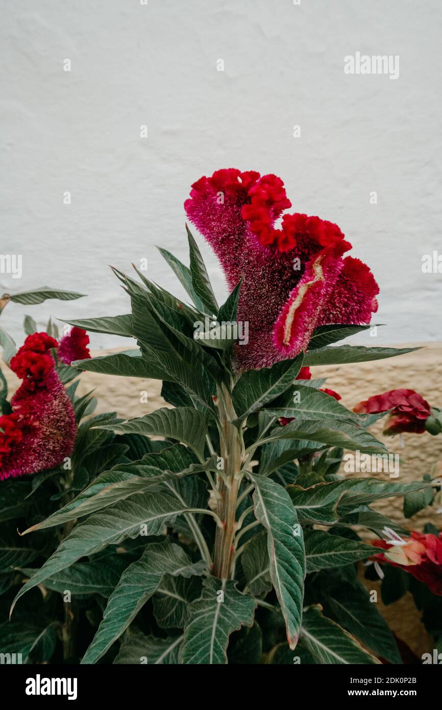 A vertical closeup of beautiful red flowers growing against a white ...