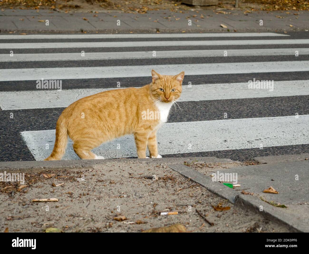 Cat road marking hi-res stock photography and images - Alamy