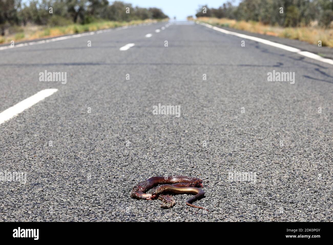 Australian Mulga Snake run over and killed on outback road Stock Photo ...
