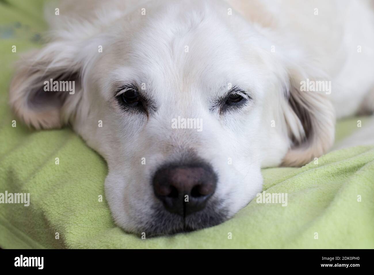 Pet Golden Retriever dog resting Stock Photo - Alamy
