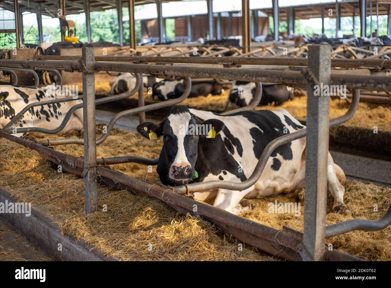 A shot of cows in a dairy complex Stock Photo - Alamy