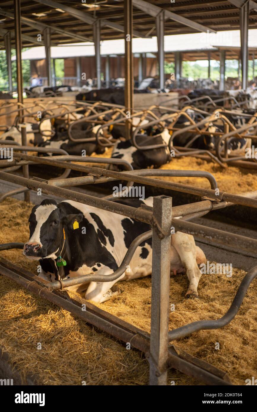 A vertical shot of cows in a dairy complex Stock Photo - Alamy