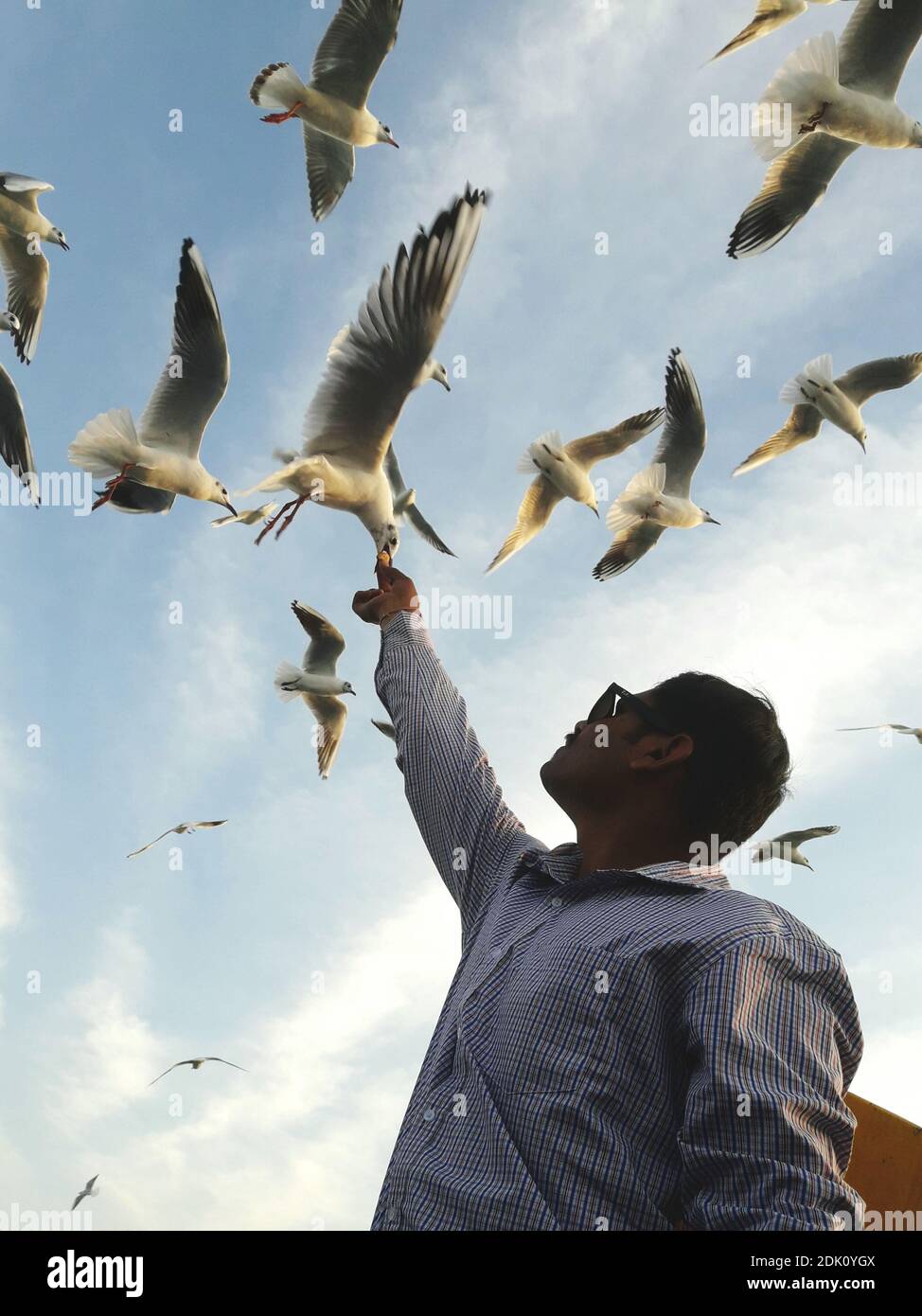 Man feeding seagulls hi-res stock photography and images - Alamy