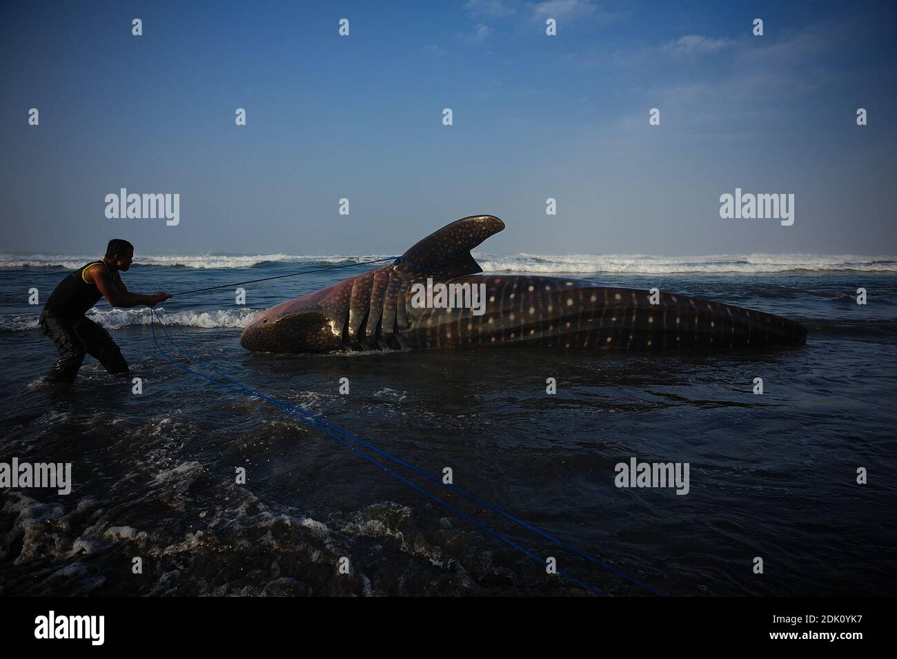 Dead shark beach hi-res stock photography and images - Alamy