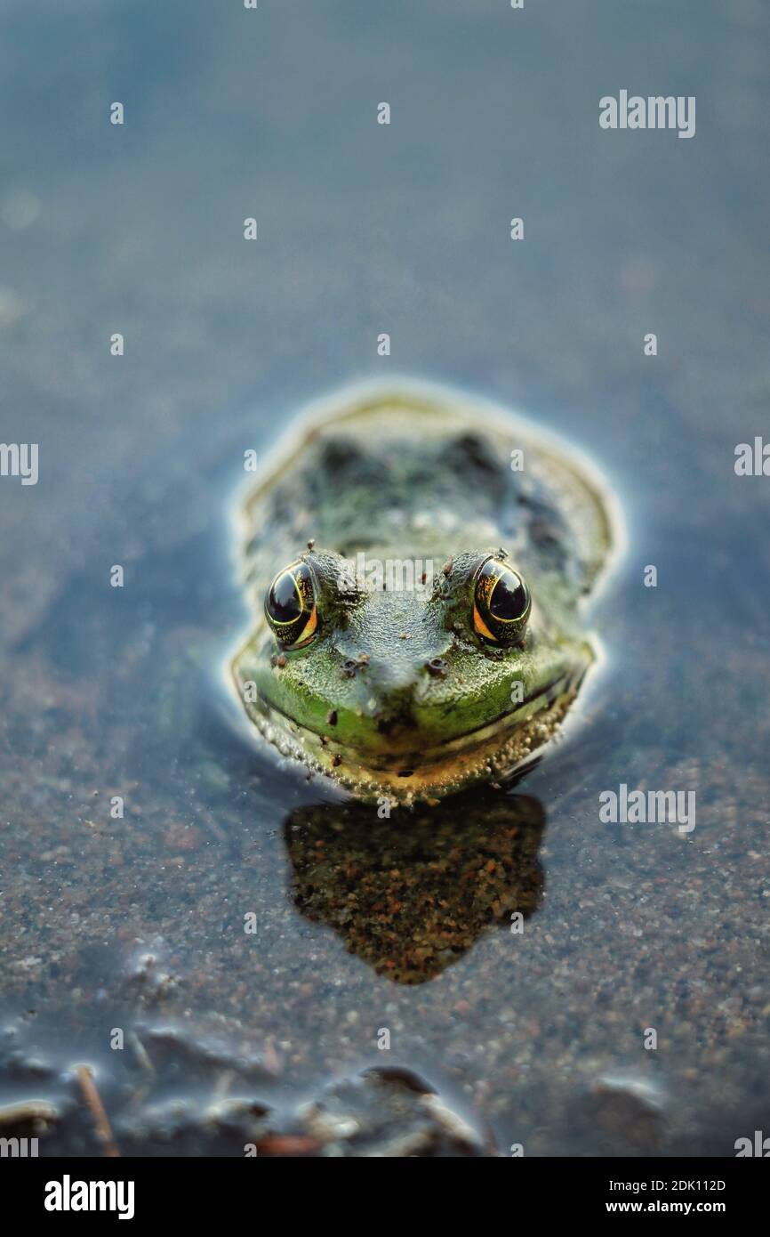 Smiling frog hi-res stock photography and images - Alamy