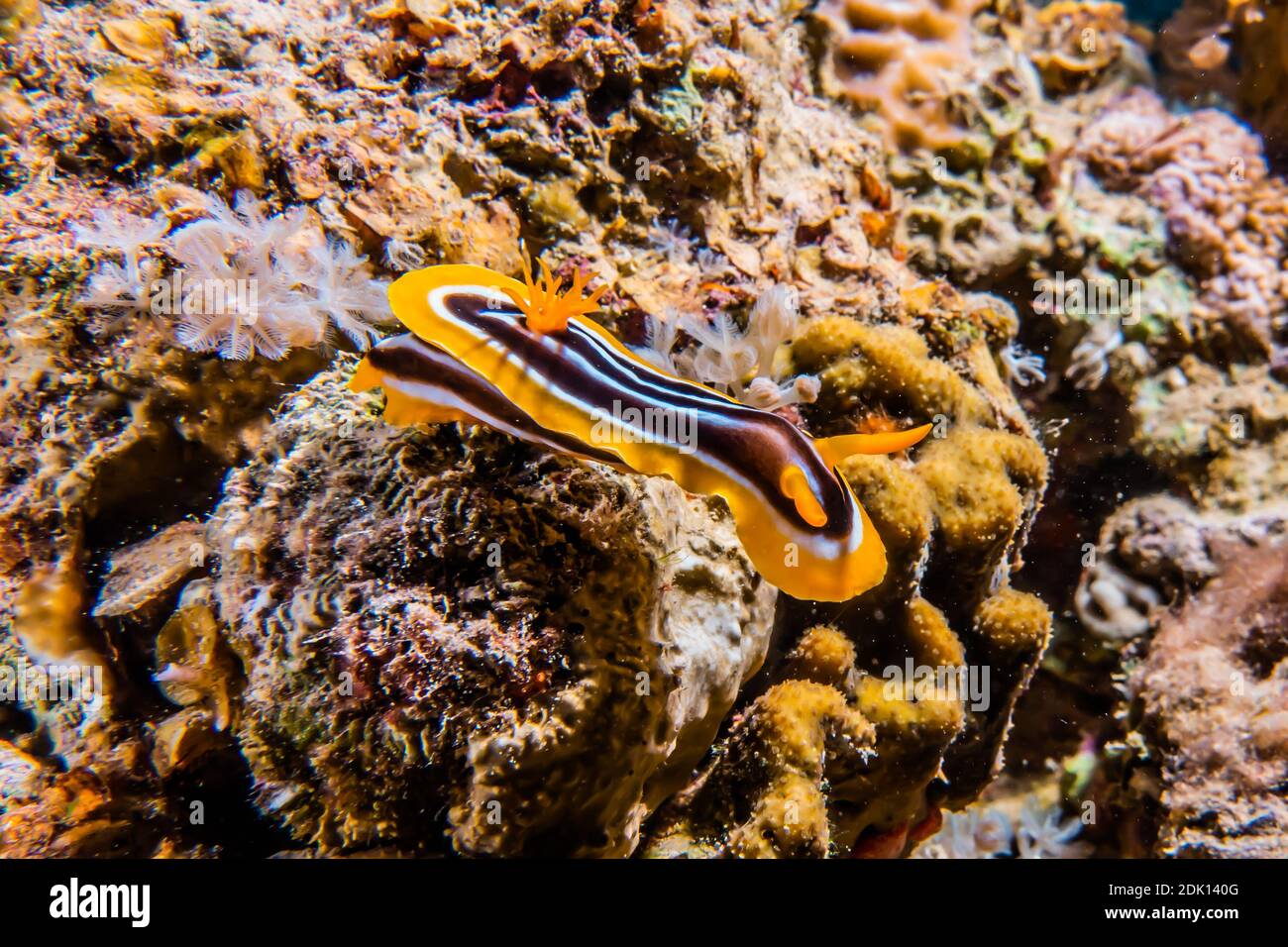 Chromodoris quadricolor hi-res stock photography and images - Alamy