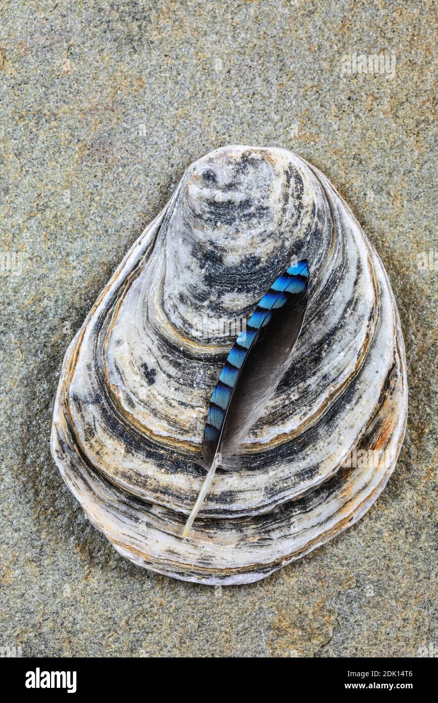 Blue shell hi-res stock photography and images - Alamy