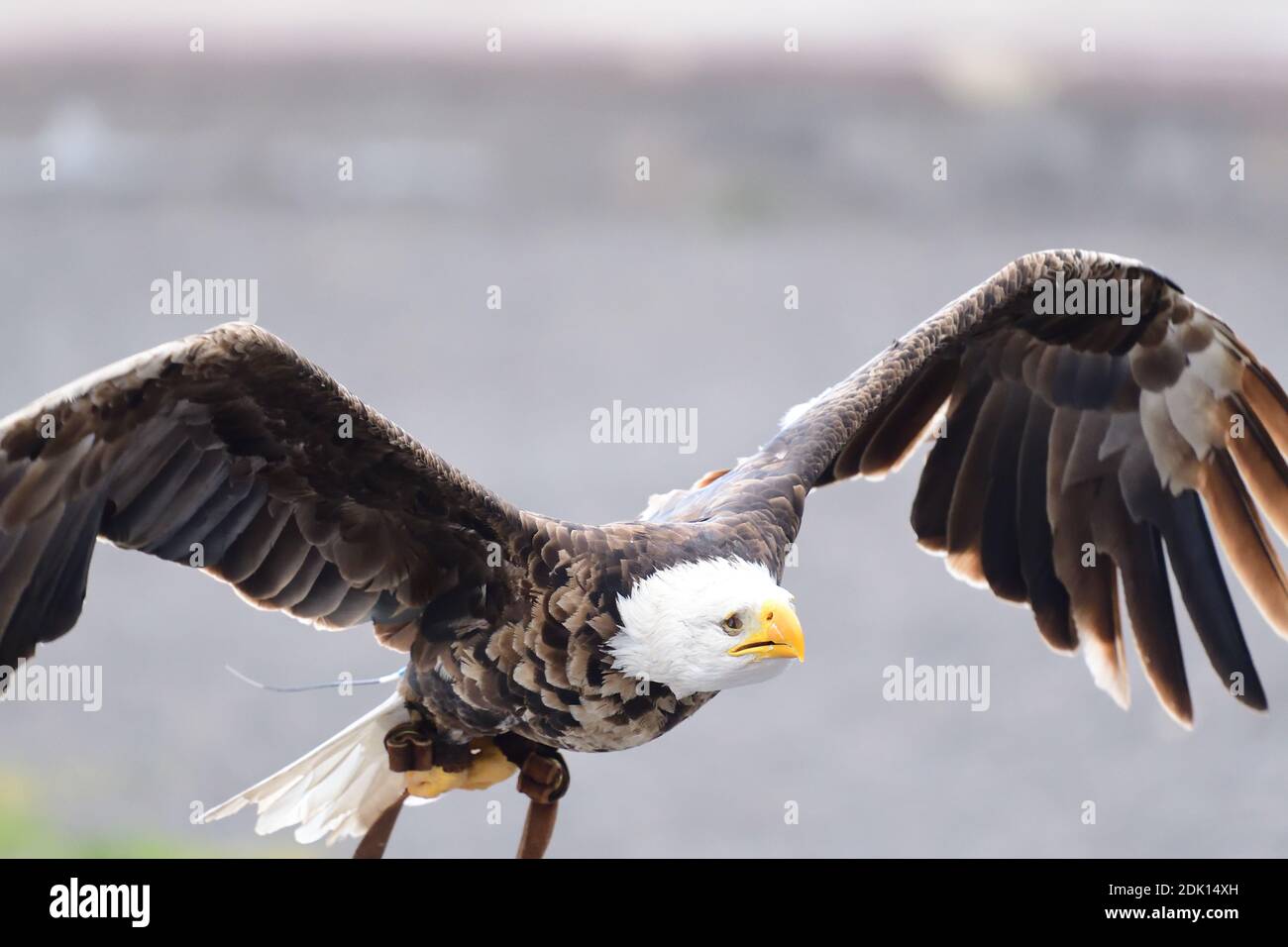 Bald Eagle In Flight Stock Photo - Alamy