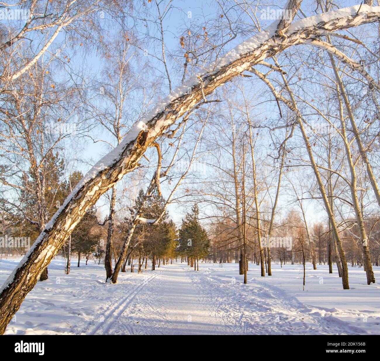 Bent over birch tree hi-res stock photography and images - Alamy