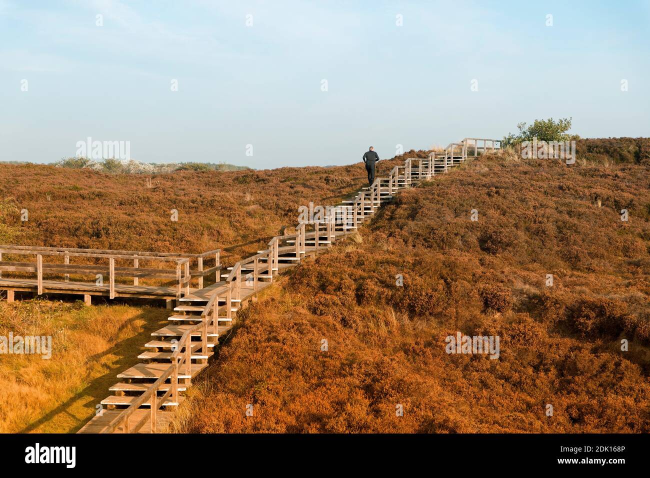 Wooden stairs in the Braderuper Heide, Sylt, Schleswig-Holstein ...