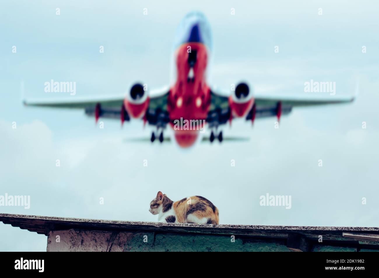 Animals on airplane hi-res stock photography and images - Alamy