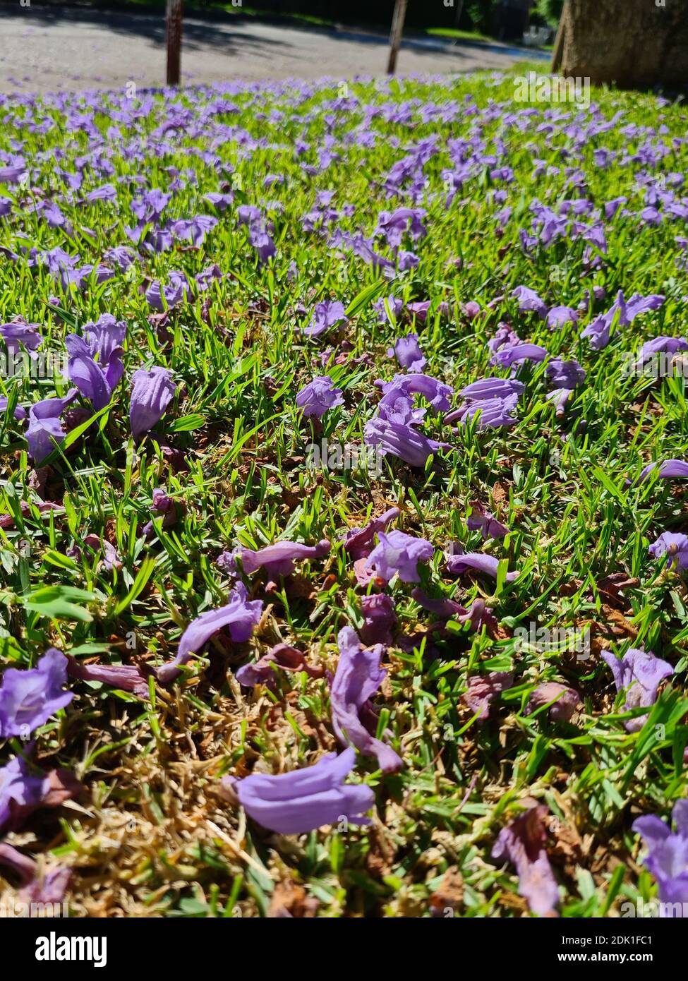 Jacaranda blossoms on tree hi-res stock photography and images - Alamy