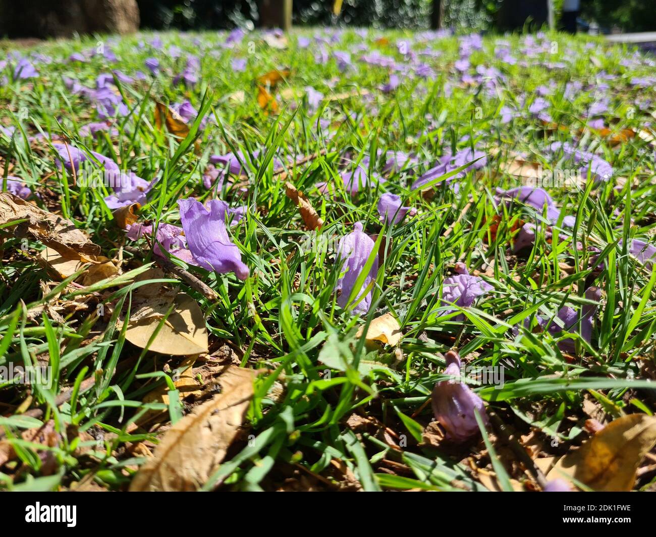 Jacaranda blossoms on tree hi-res stock photography and images - Alamy
