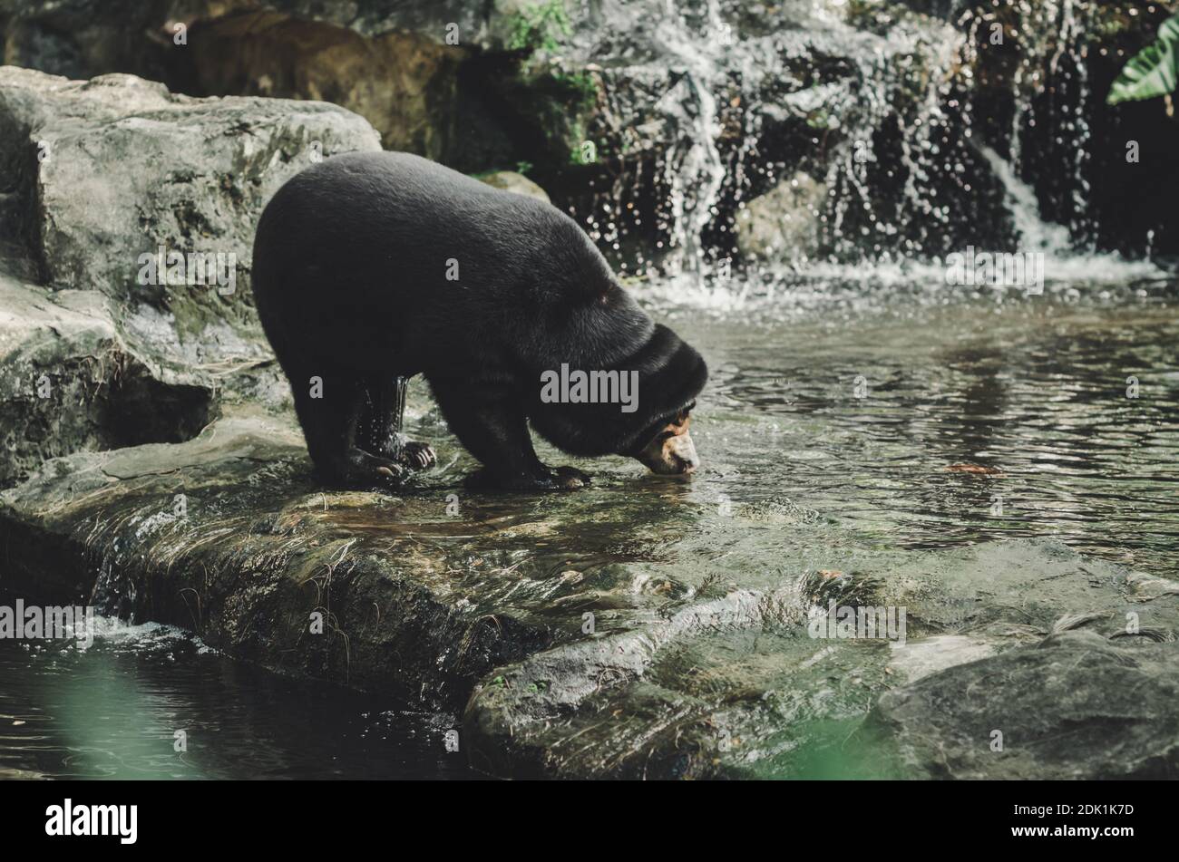 Bear Drinking Water High Resolution Stock Photography and Images - Alamy