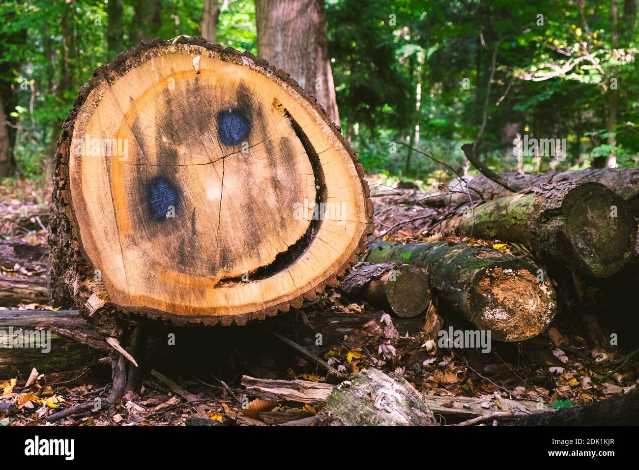 Smiley face on tree trunk hi-res stock photography and images - Alamy