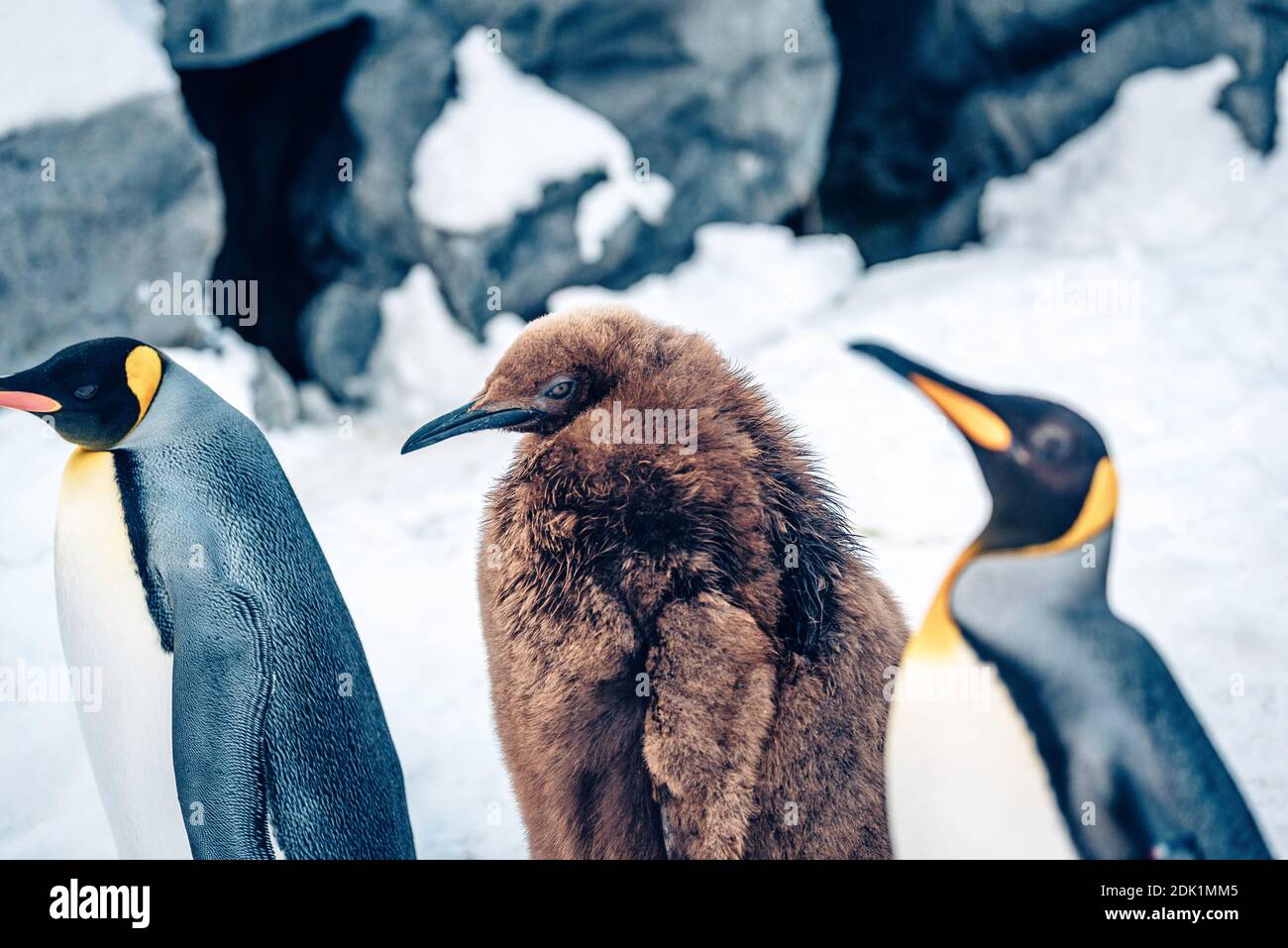 White brow penguins hi-res stock photography and images - Alamy