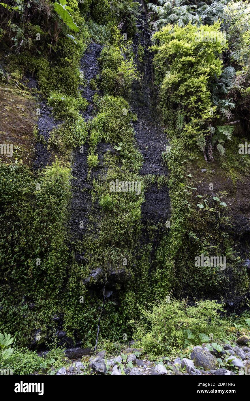A vertical shot of a rough cliff covered with moss and vegetation Stock ...