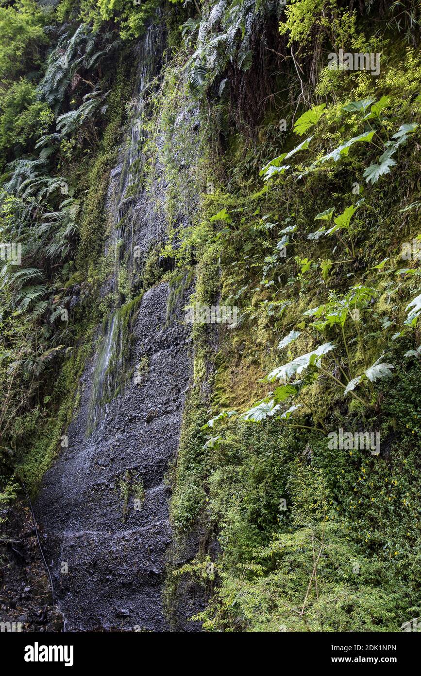 A vertical shot of a rough cliff covered with moss and vegetation Stock ...