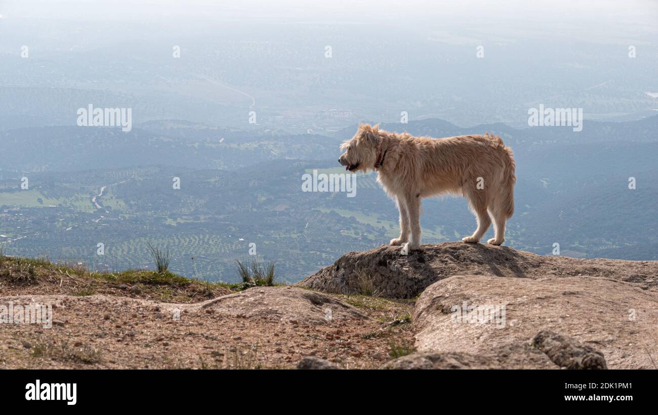 An eye-level shot of an adorable furry dog standing on top of a cliff ...