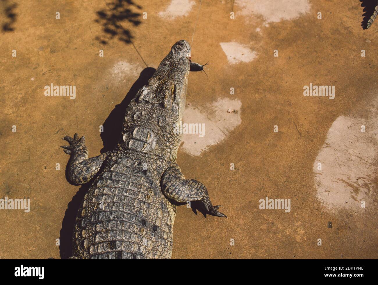 Crocodile eating fish hi-res stock photography and images - Alamy