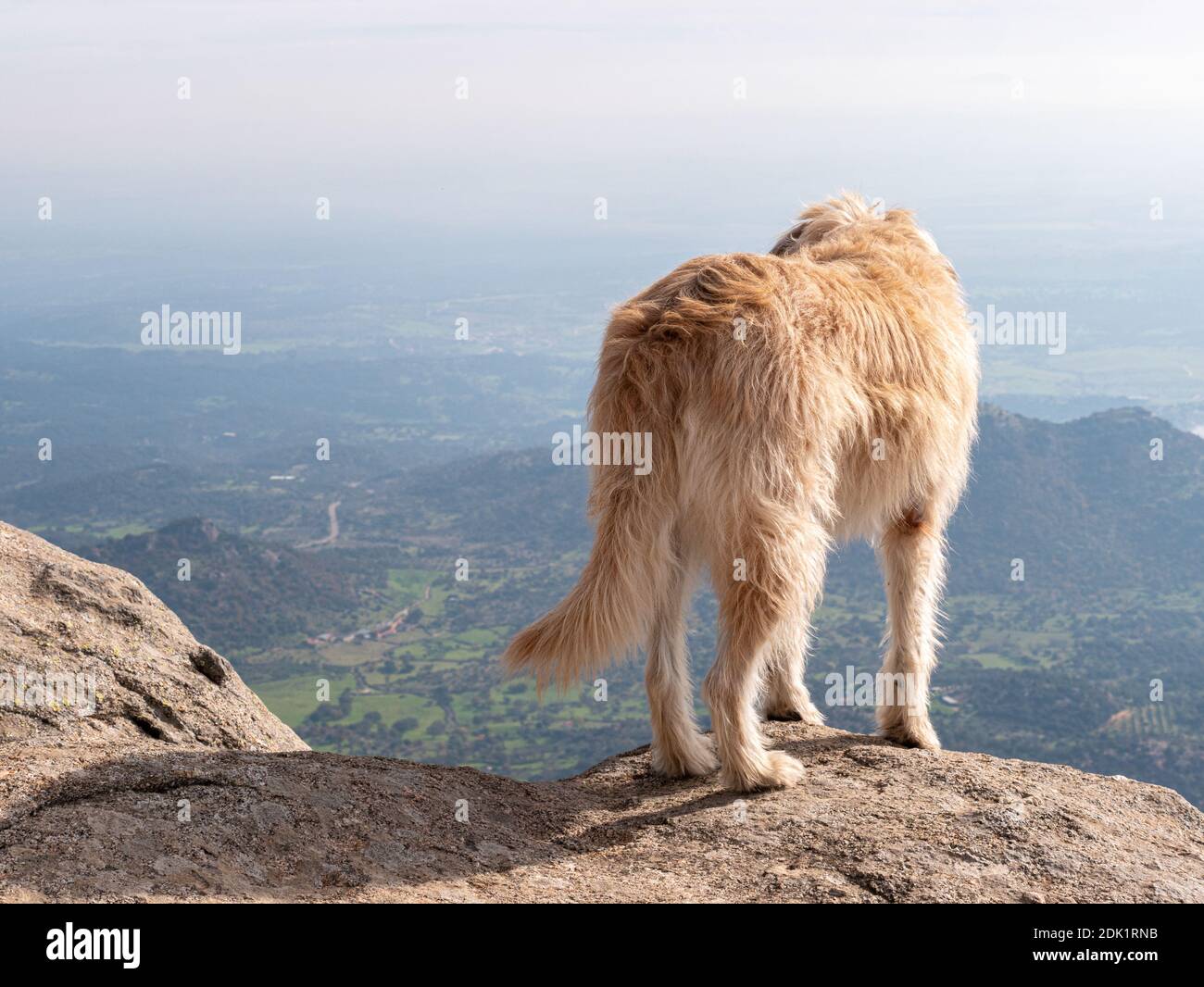 A back view of an adorable furry dog standing on top of a cliff Stock ...