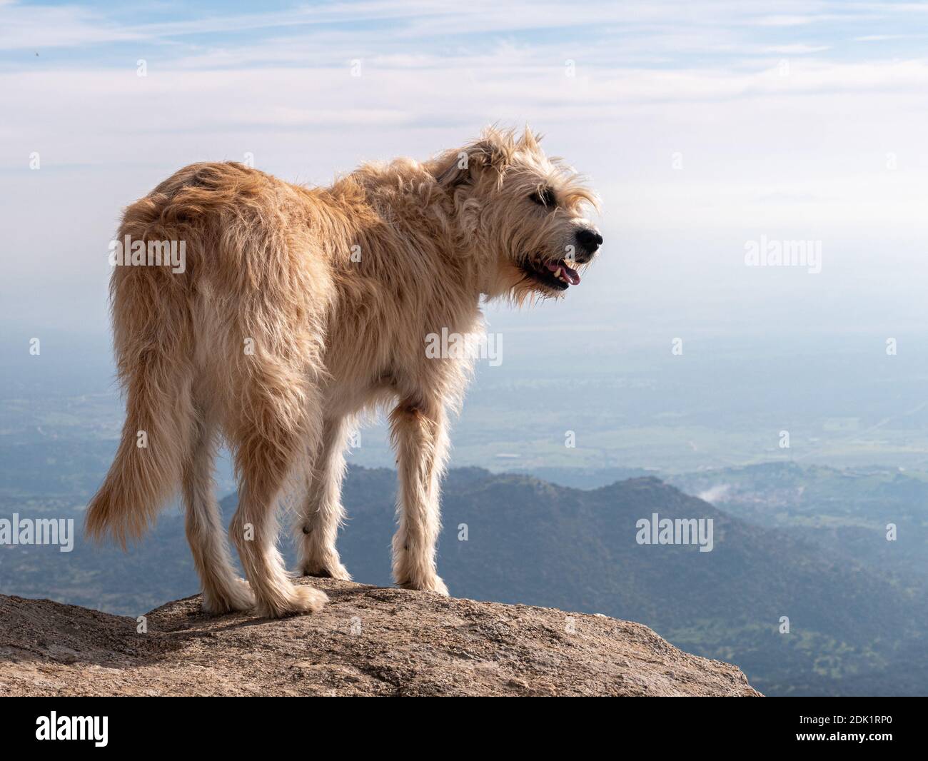 An eye-level shot of an adorable furry dog standing on top of a cliff ...